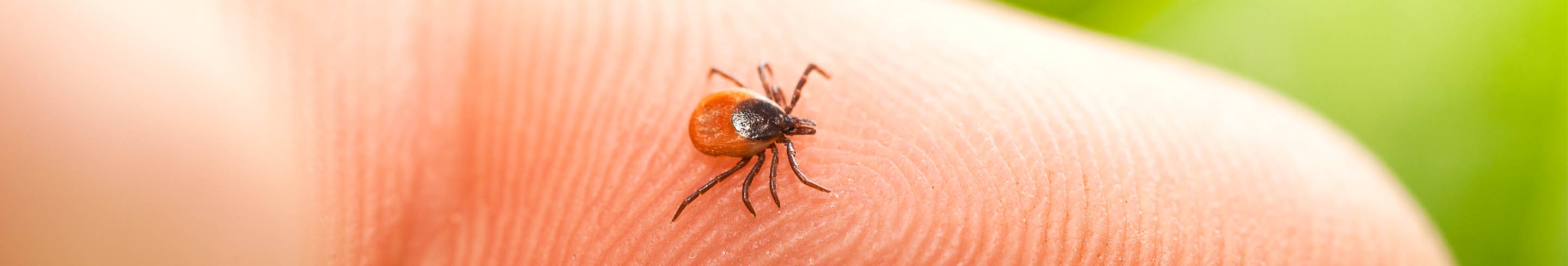 Piqûre de tique : dangers, symptômes et prévention | Redcare Pharmacie